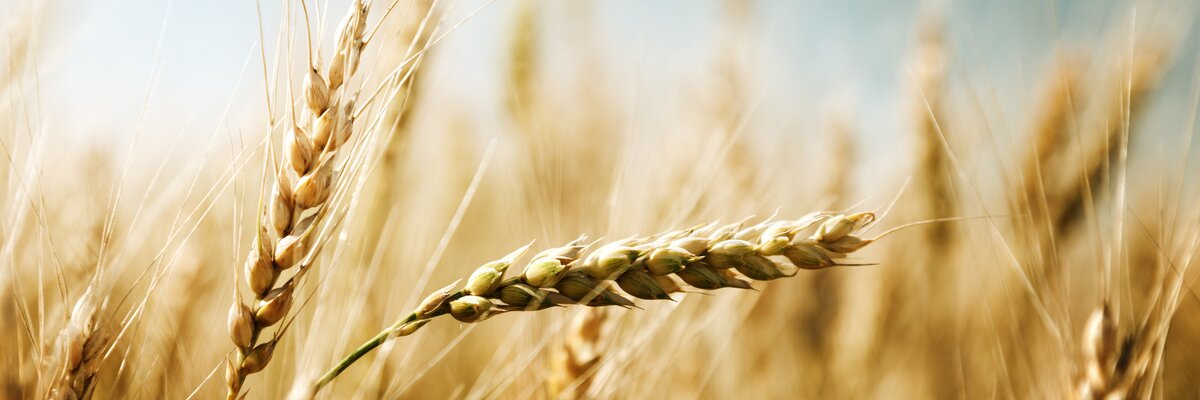 Malta de cebada, una cuestión de calidad | Krombacher International